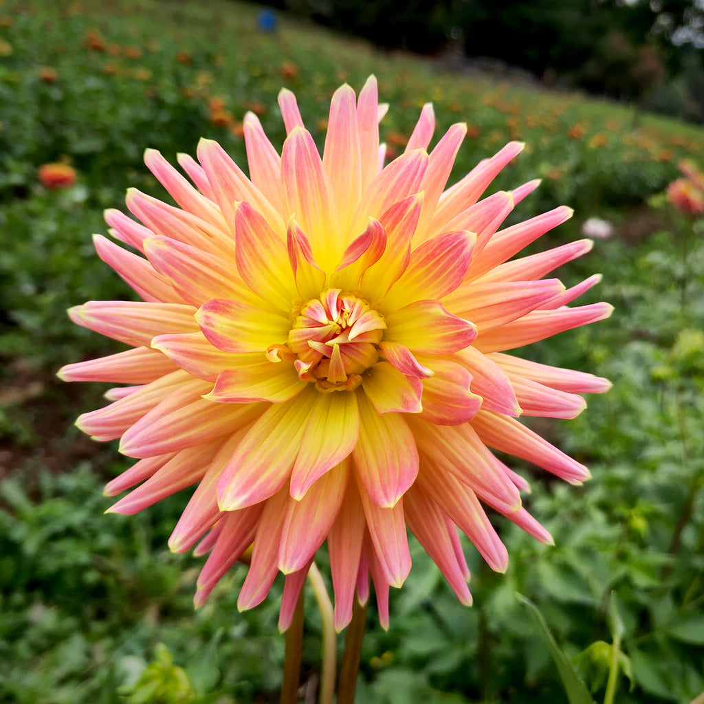 Dahlia tubers for sale – Page 2 – Perennis Flowers