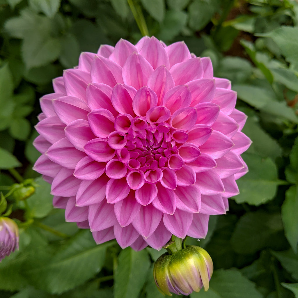 Dahlia tubers for sale – Perennis Flowers